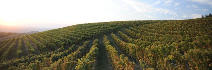 DOSIO VIGNETI